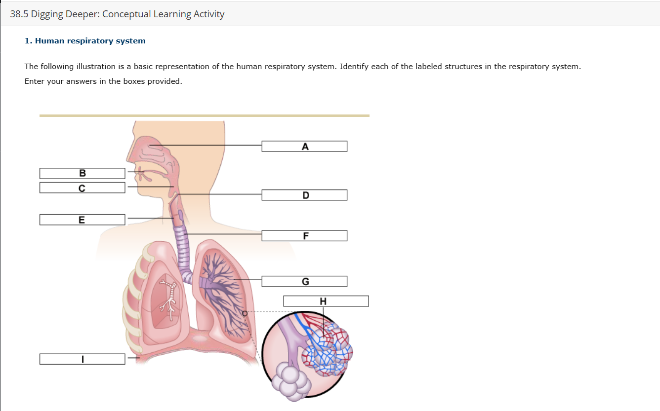 Solved Identify each of the labeled structures in the | Chegg.com
