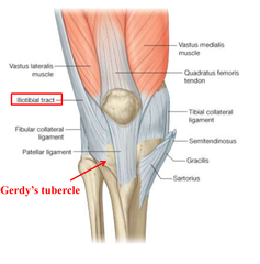 Gerdys Tubercle Palpation