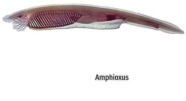 Solved Amphioxus | Chegg.com