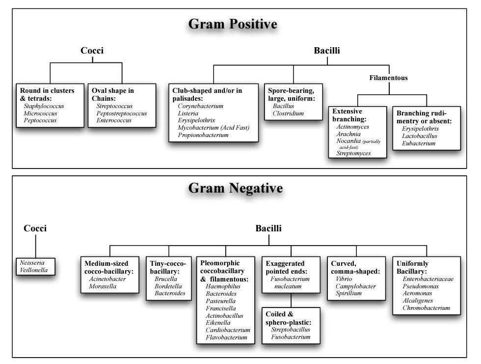 Solved Gram Positive Bacilli Cocci 1 Filamentous Round in | Chegg.com