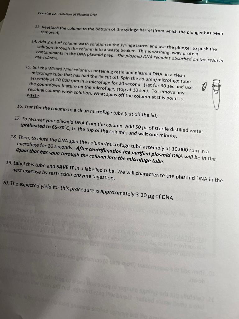 Solved Exercise 12. Isolation of Plasmid DNA Plasmid | Chegg.com