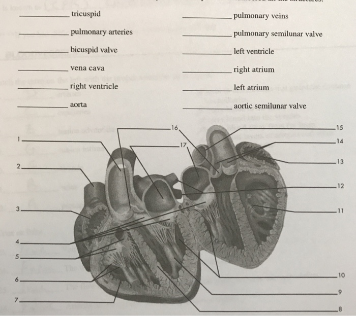 Solved pulmonary veins pulmonary semilunar valve left | Chegg.com
