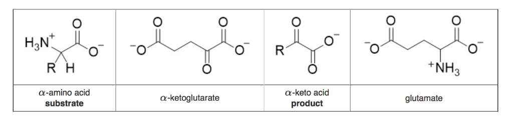 Solved The transamination reaction is the first step in the | Chegg.com