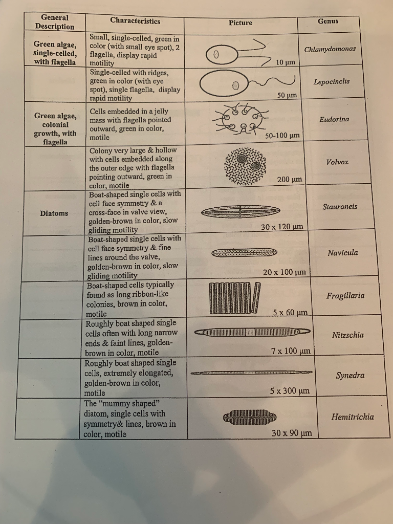 Solved Bottom of Hay Infusion Surface of Hay Infus ion Near | Chegg.com