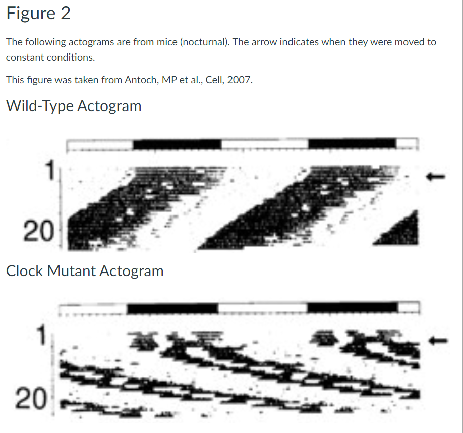 Solved 1. Using Figure 2, Describe the mutant actogram in | Chegg.com Solved 1. Using Figure 2, Describe the mutant actogram in | Chegg.com