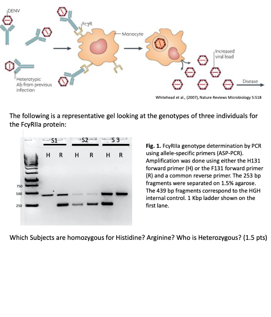 Solved DENV FEYR Monocyte Increased viral load Disease | Chegg.com