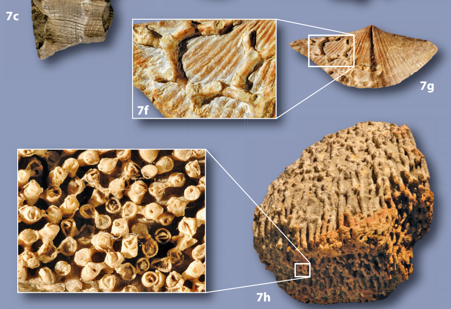 Solved FAUNA 2 2a 2b 2c 2d 2e | Chegg.com