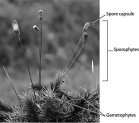 Solved Spore capsule Sporophytes Gametophytes | Chegg.com