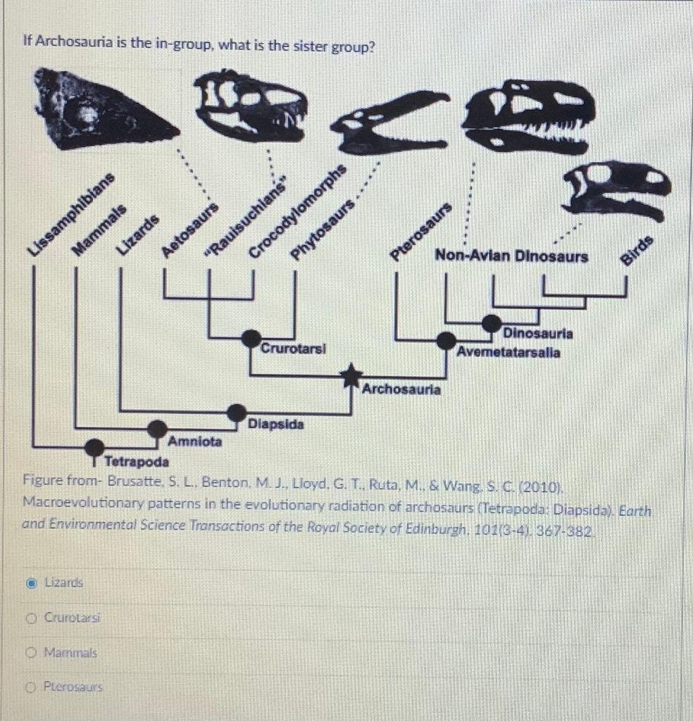 Solved If Archosauria is the in-group, what is the sister | Chegg.com