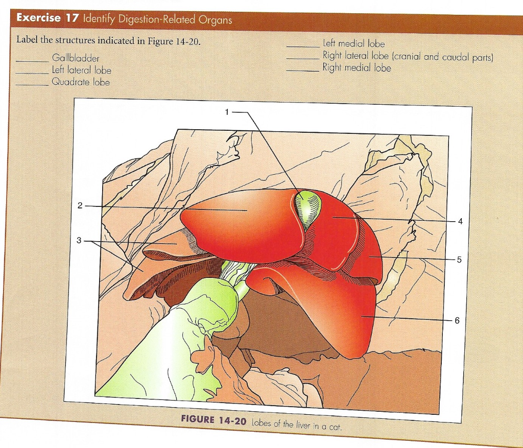 Solved Exercise 17 Identify Digestion-Related Organs Label | Chegg.com