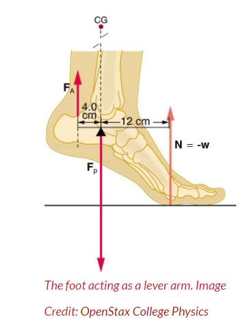 Solved Calculate the tension applied by the calf muscles | Chegg.com