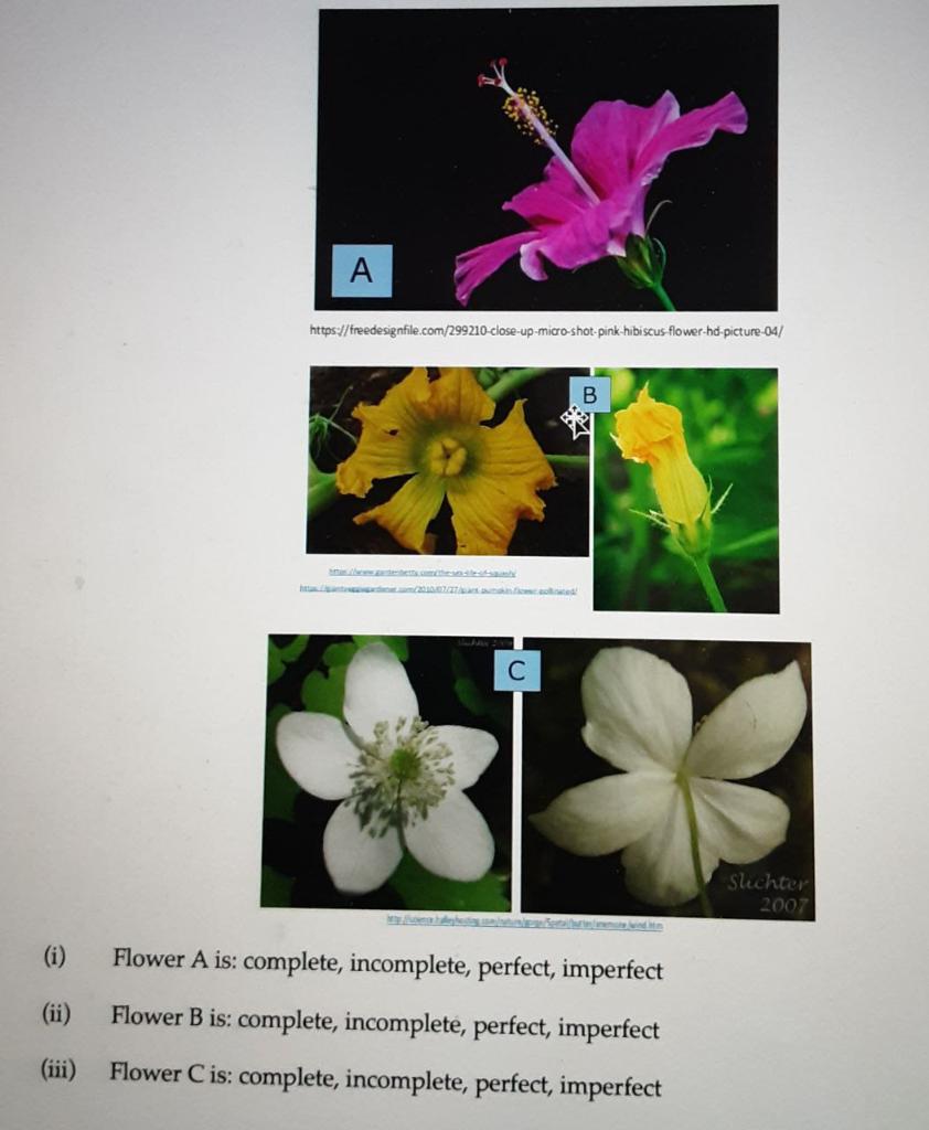 Solved Classify these flowers as to whether they are | Chegg.com