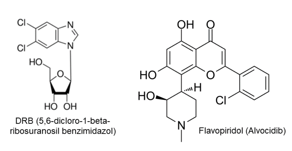 Solved [RNA processing - BIOCHEMISTRY] DRB | Chegg.com