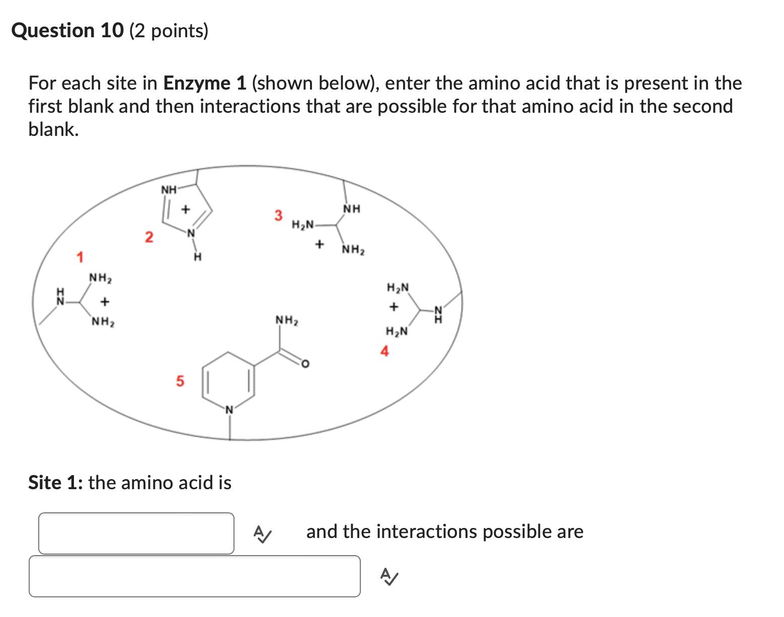 Solved Question 10 (2 ﻿points)For each site in Enzyme | Chegg.com