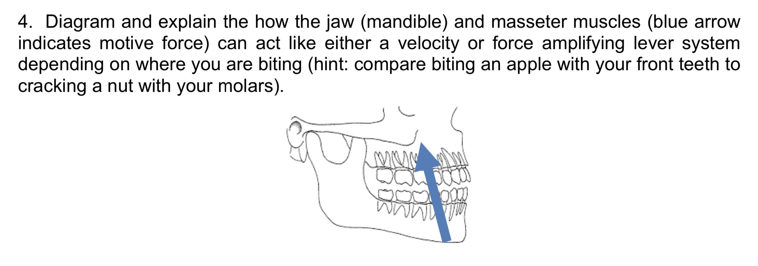 Solved Diagram and explain the how the jaw (mandible) ﻿and | Chegg.com