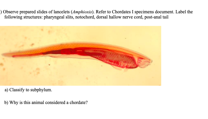 Solved ) Observe prepared slides of lancelets (Amphioxis). | Chegg.com