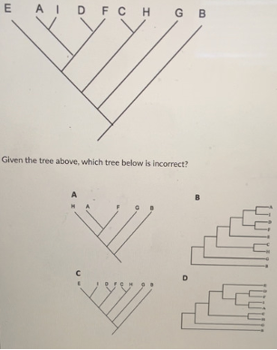 Solved Given the tree above, which tree below is incorrect? | Chegg.com