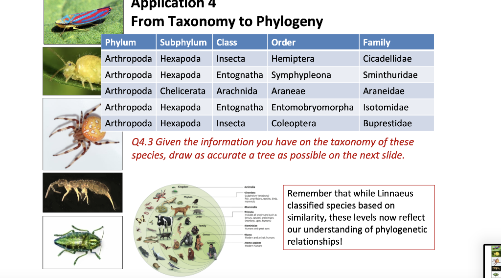 Solved Application 4 From Taxonomy to Phylogeny Phylum | Chegg.com