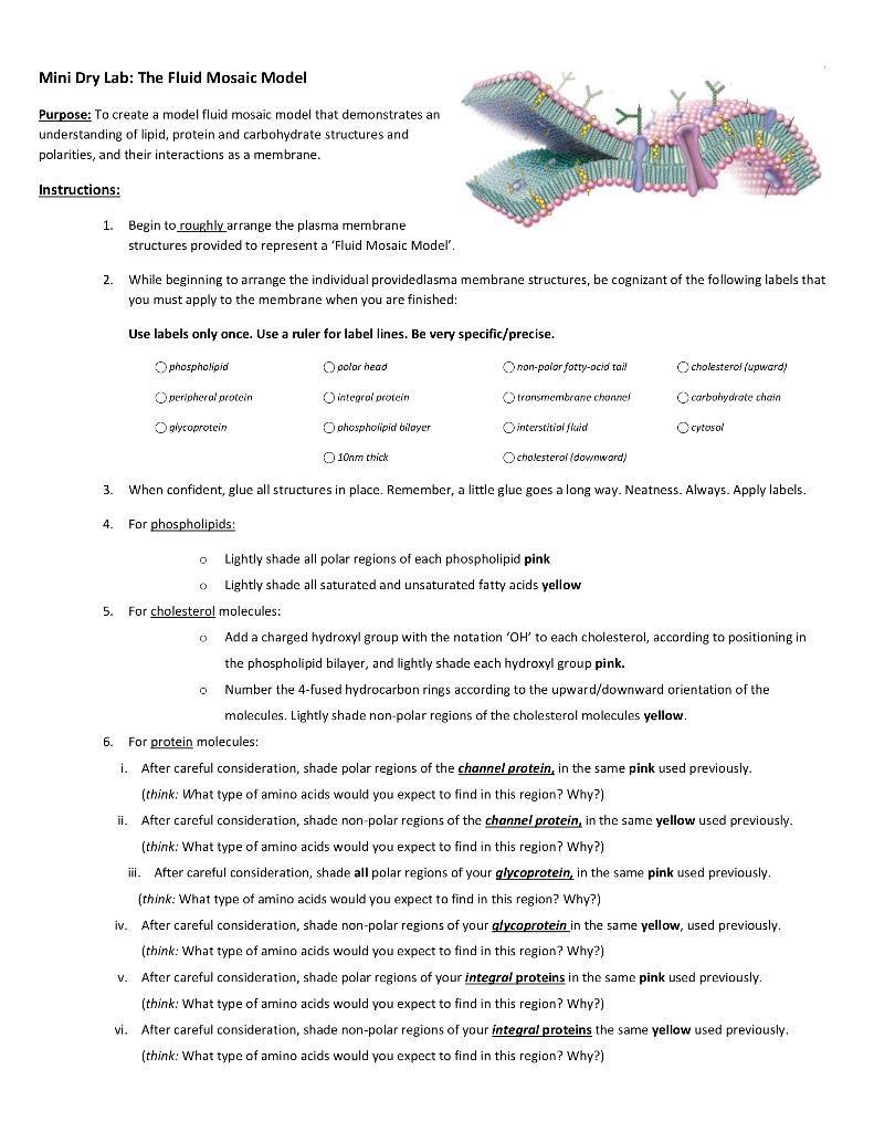 Solved Draw a fluid mosaic model diagram and label it based | Chegg.com