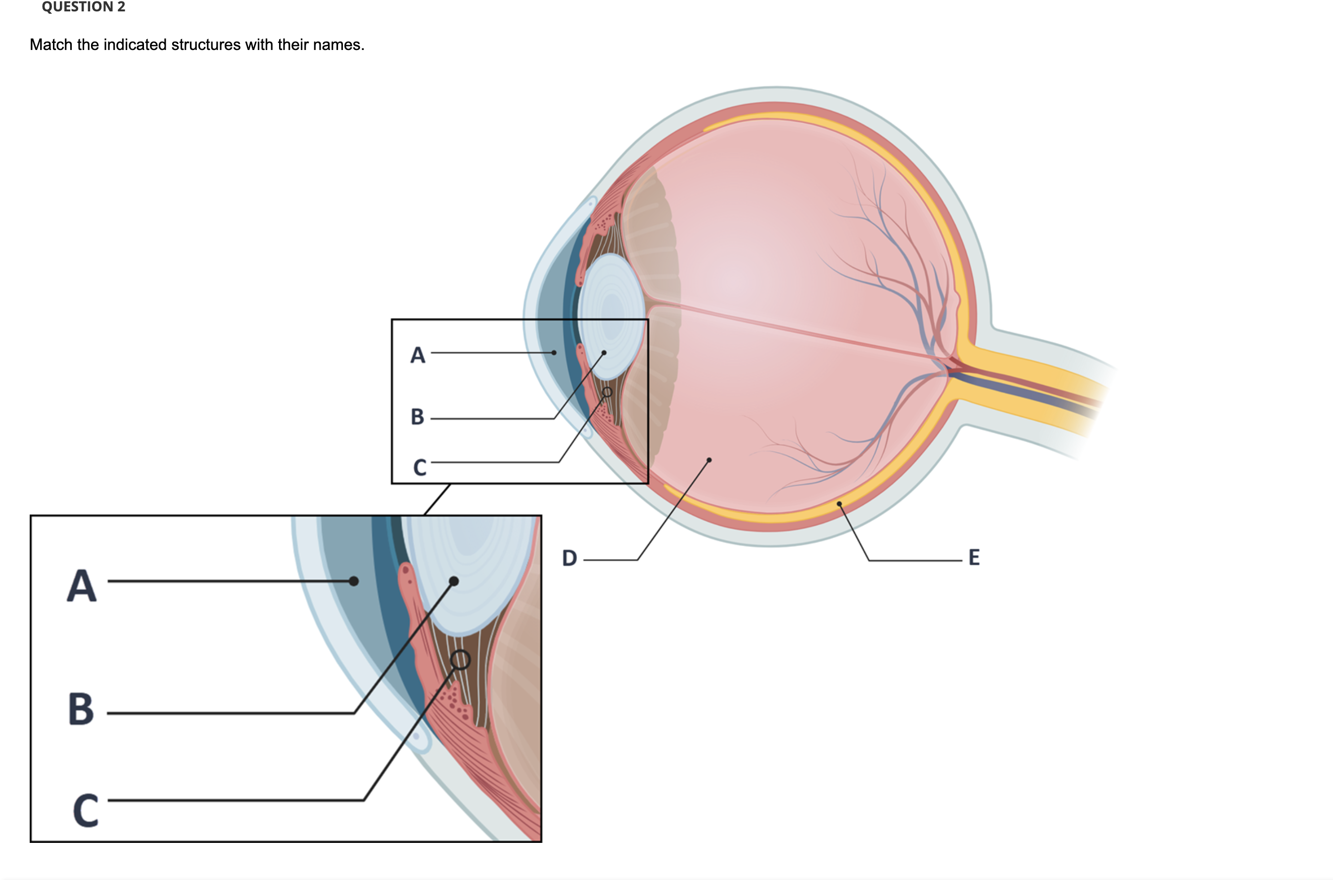 Solved Structures of the Eye | Chegg.com