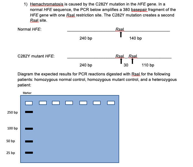 Solved 1) Hemachromatosis is caused by the C282Y mutation in | Chegg.com