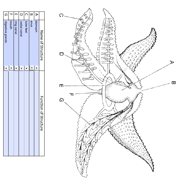 Solved Part 1: Identify the parts of an Echinoderm Starfish | Chegg.com