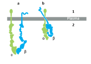 Solved 35. What is separase? A) a protein that marks a | Chegg.com