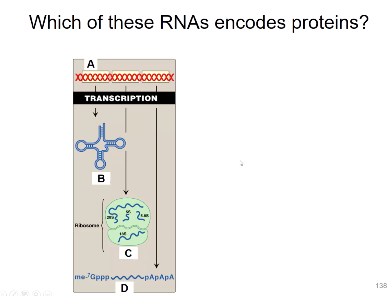 Solved Which of these RNAs encodes proteins? A | Chegg.com