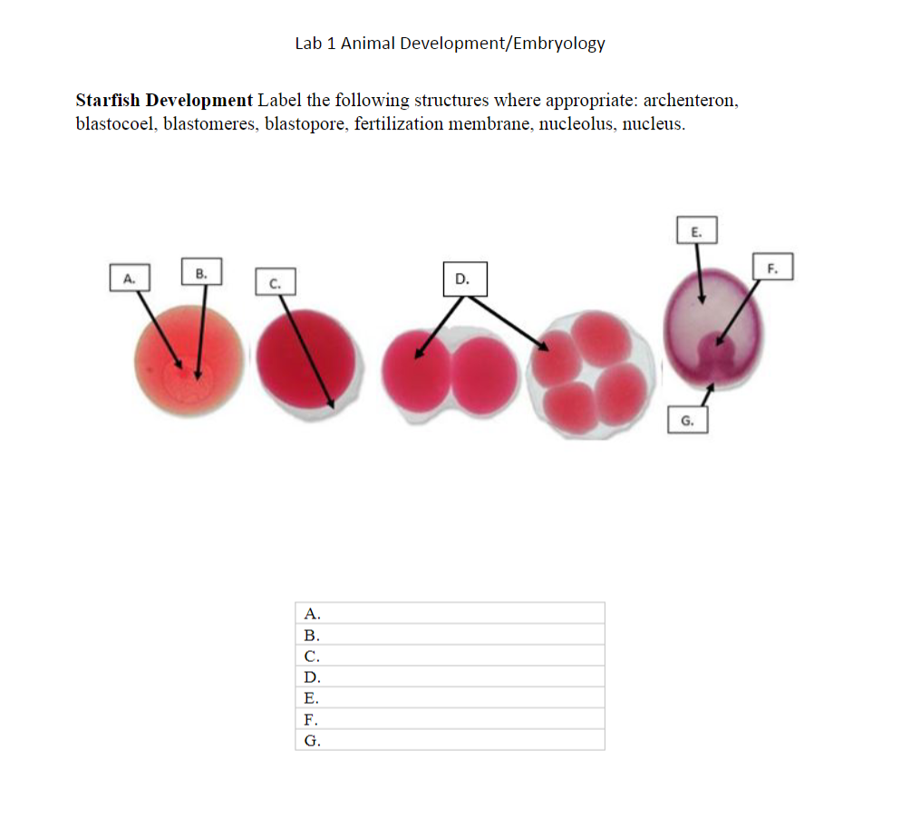 Starfish Embryology Activity 1. Starfish Development | Chegg.com