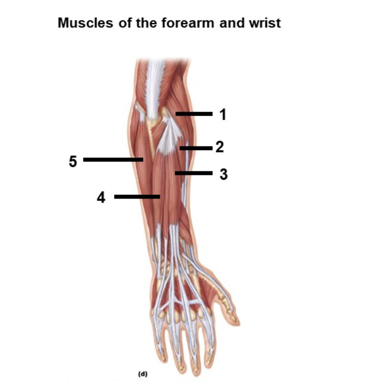 Solved 5 6 7 8 2 9 10 3 4 Muscles of the forearm and | Chegg.com