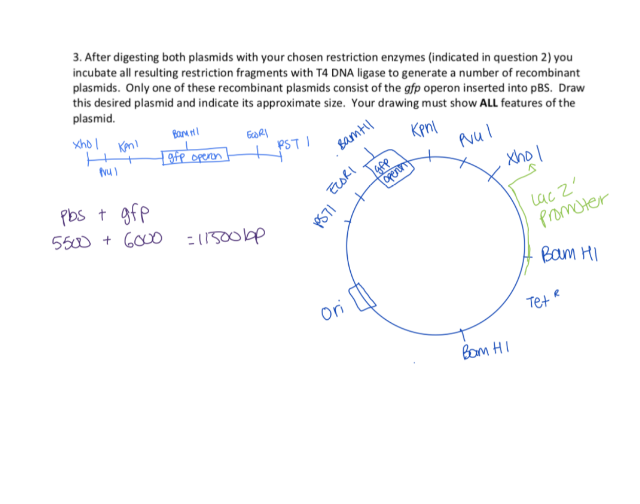 Solved For this cloning question #6, can you please explain | Chegg.com