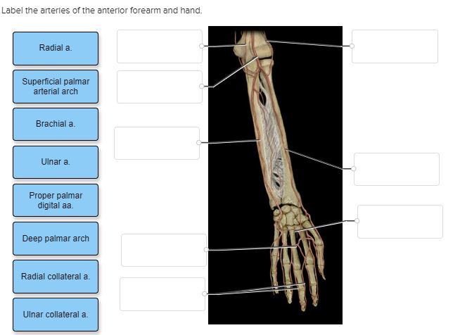 Solved Label the arteries of the anterlor forearm and hand. | Chegg.com