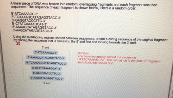 Solved A linear piece of DNA was broken into random, | Chegg.com
