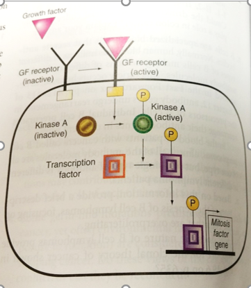 Solved (2 pts) A generic signaling cascade is shown | Chegg.com