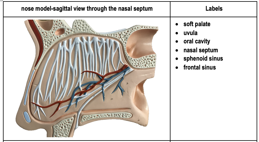 Solved nose model-sagittal view through the nasal septum | Chegg.com