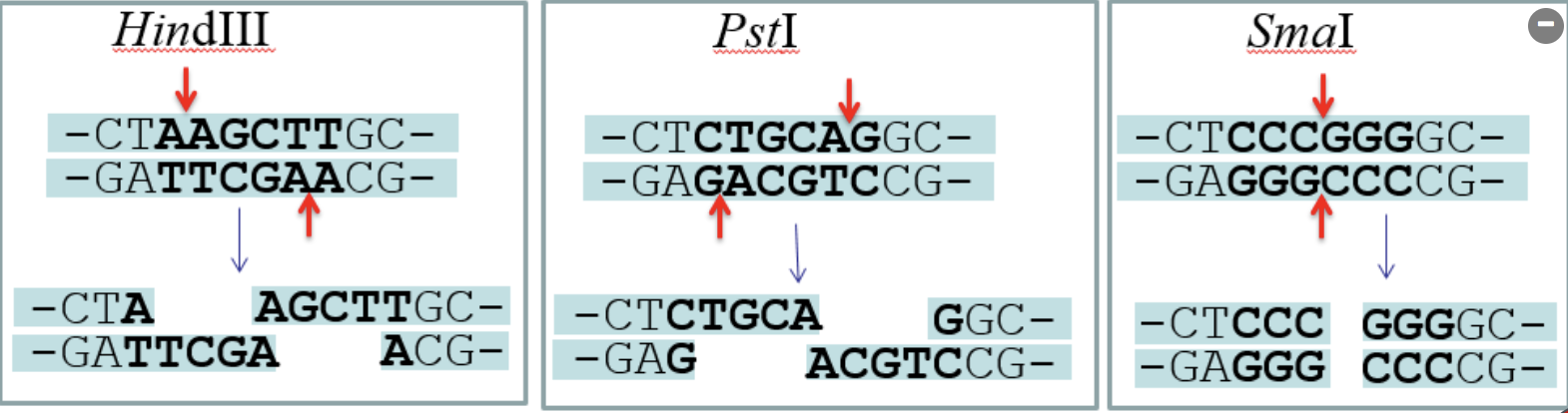 Solved The cohesive ends can be blunted by using Klenow | Chegg.com