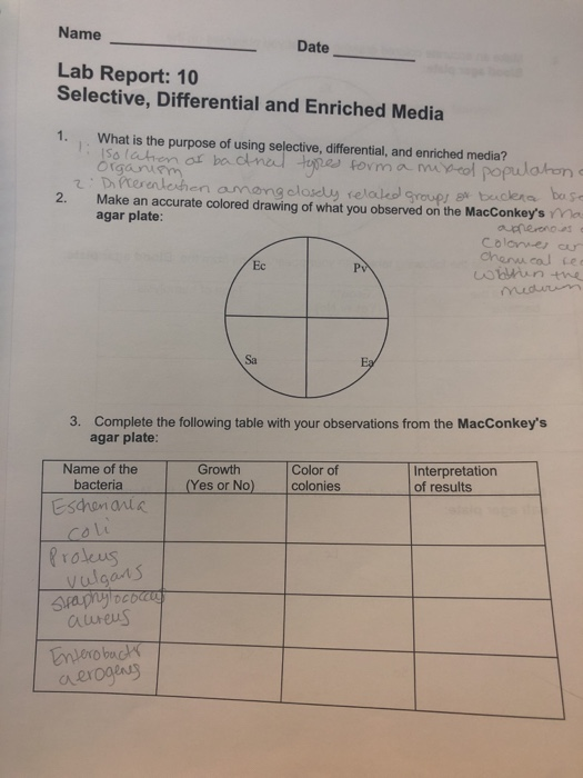 Solved Name Date Lab Report: 10 Selective, Differential and | Chegg.com