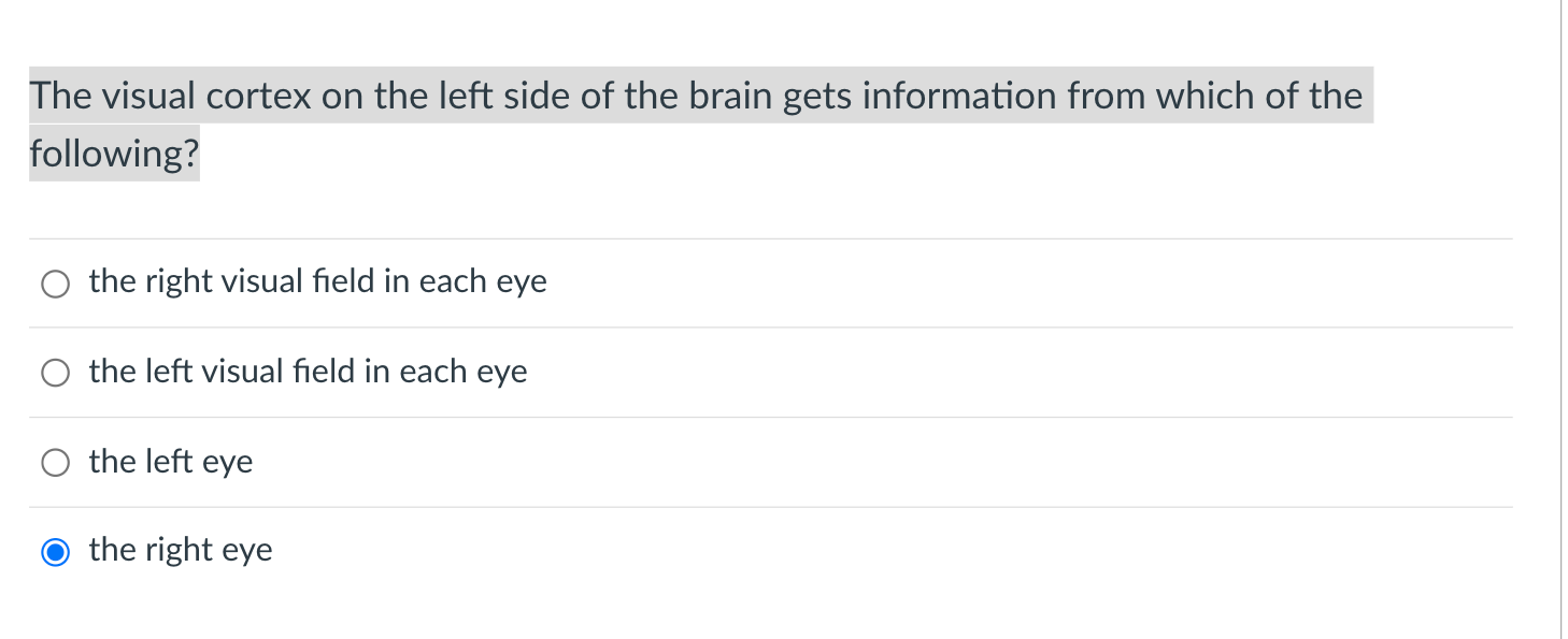Solved The visual cortex on the left side of the brain gets | Chegg.com