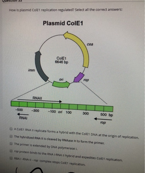 Solved Question SS How is plasmid ColE1 replication | Chegg.com