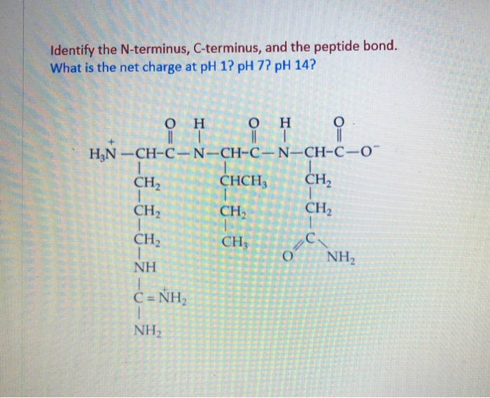 Solved Identify the N-terminus, C-terminus, and the peptide | Chegg.com