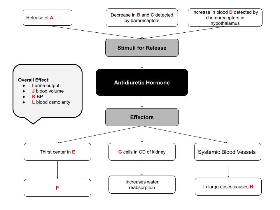Solved Match the letters in the concept map with the correct | Chegg.com