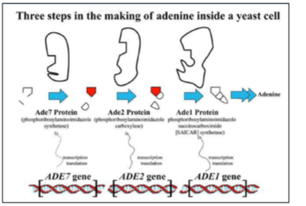 Solved Three steps in the making of adenine inside a yeast | Chegg.com