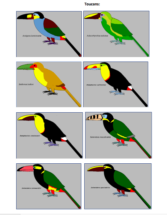 Solved Barbets (Outgroup to the toucans): Ewbuces richardsea | Chegg.com