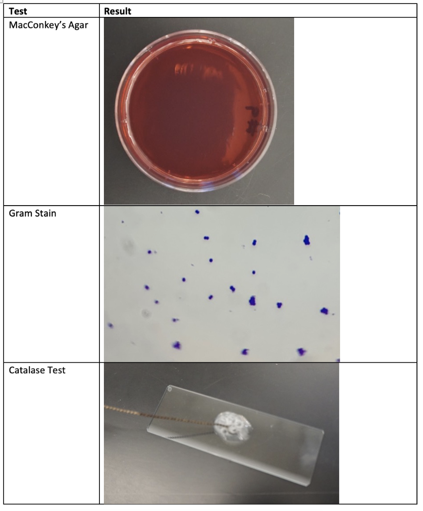 Solved Identify this unknown bacterium using the results | Chegg.com