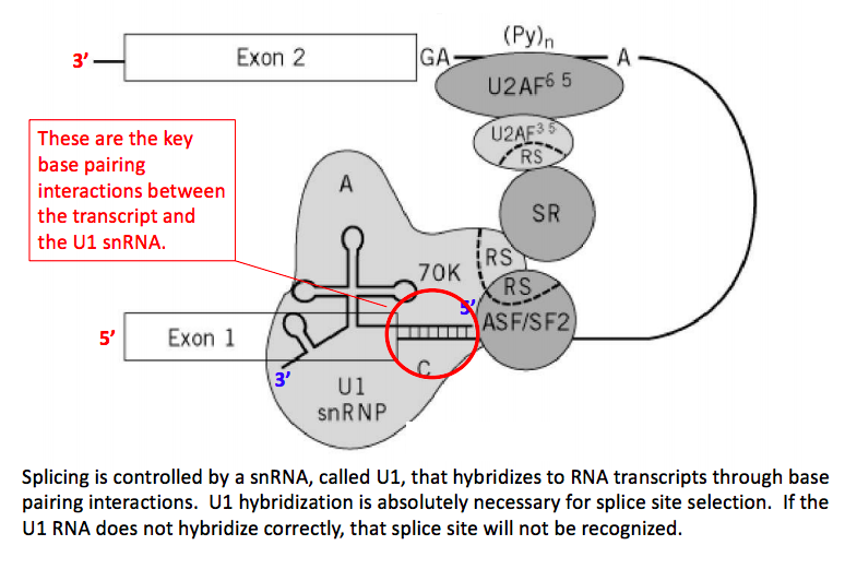 Solved 10) 3pts. Where does the Lin4 miRNA hybridize on the | Chegg.com