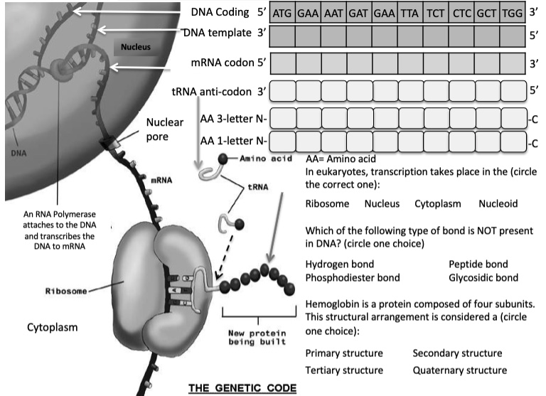 Solved help!!! complete the DNA coding to the DNA template | Chegg.com