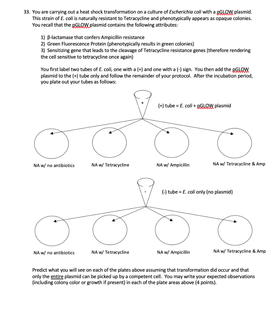 Solved 33. You are carrying out a heat shock transformation | Chegg.com
