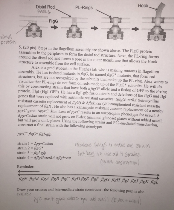 Solved: Hook Distal Rod PL-Rings FlgG Proen 5. (20 Pts). S... | Chegg.com