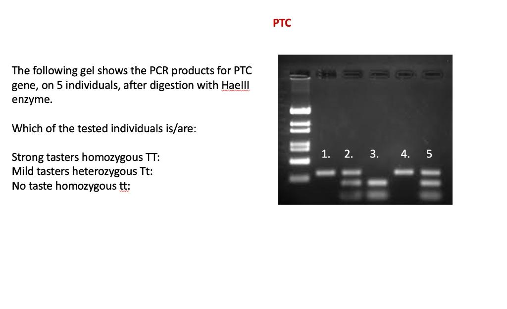Solved The following gel shows the PCR products for PTC | Chegg.com