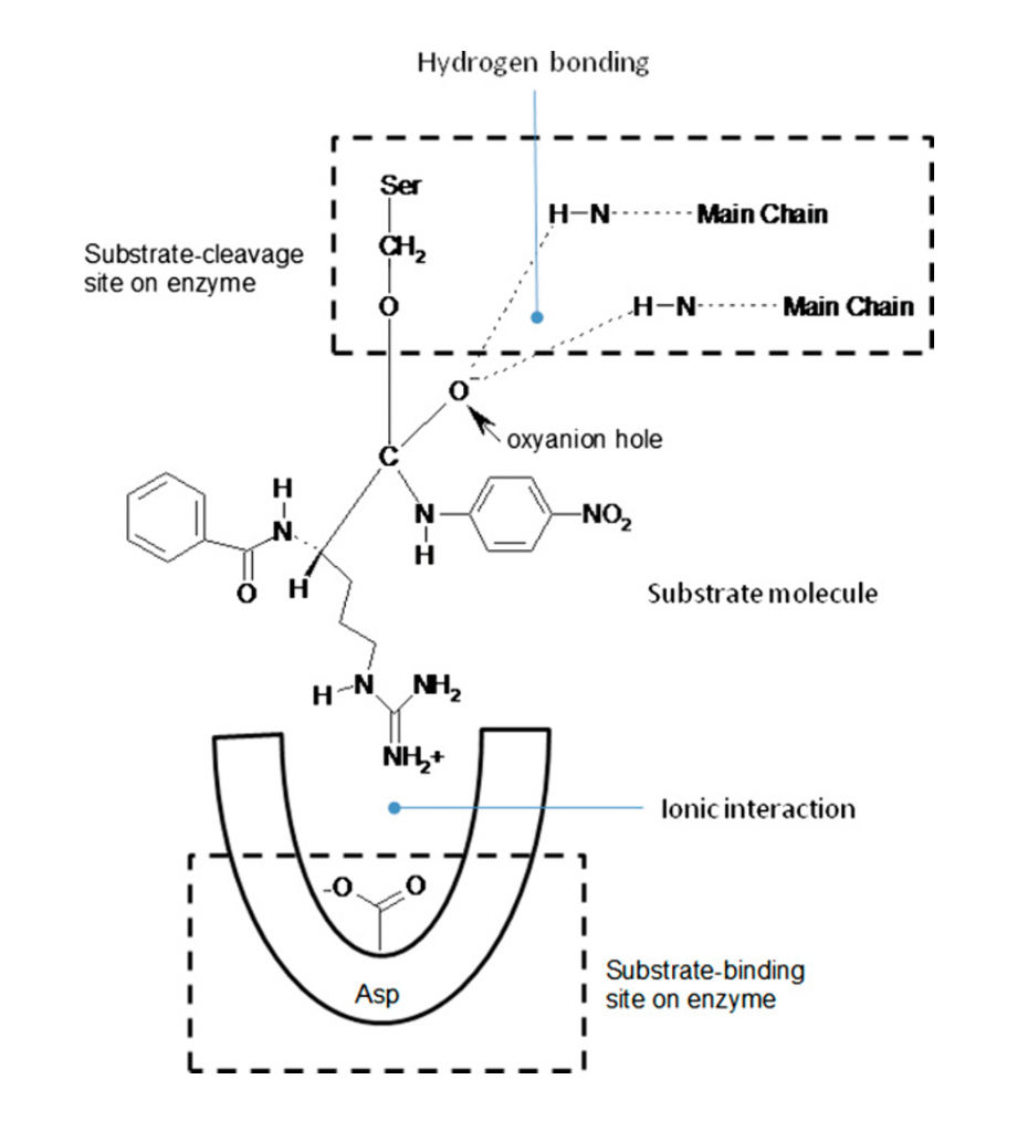 Solved Hydrogen bonding | Chegg.com